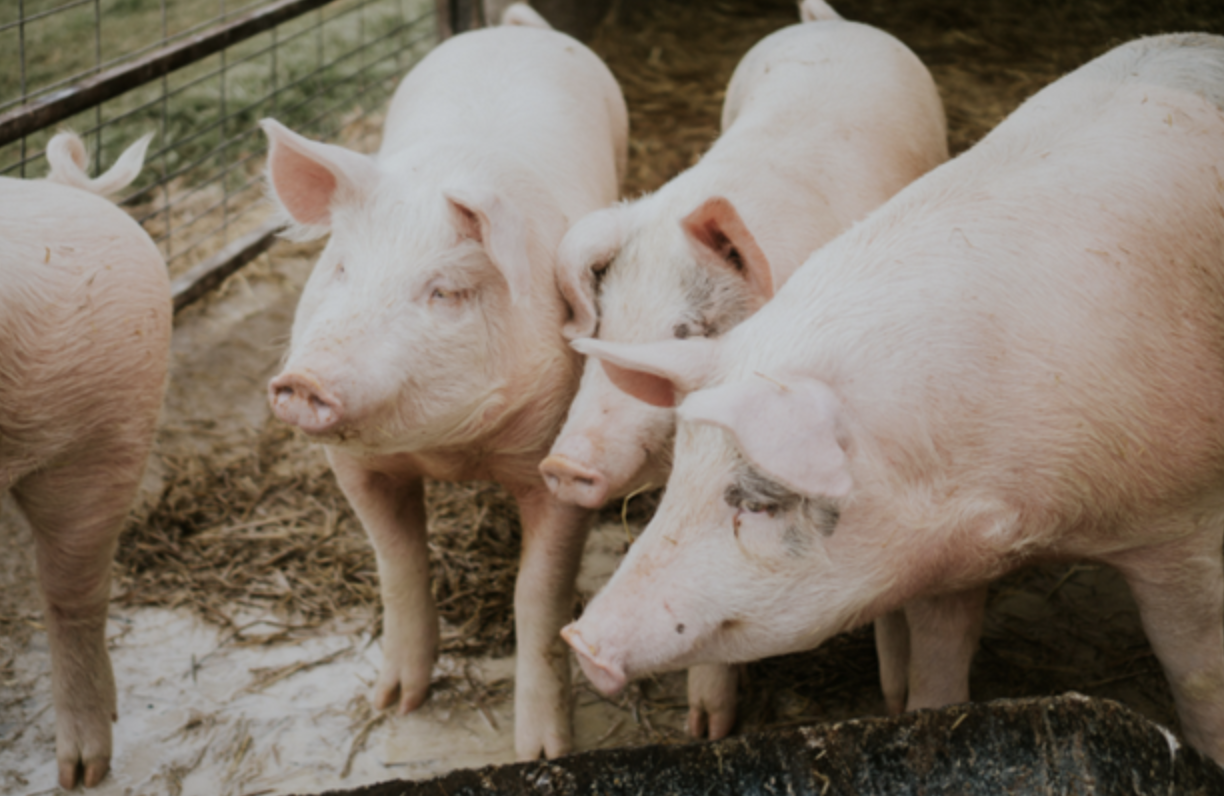 What Colors Can Pigs See? Factors About Swine Lighting