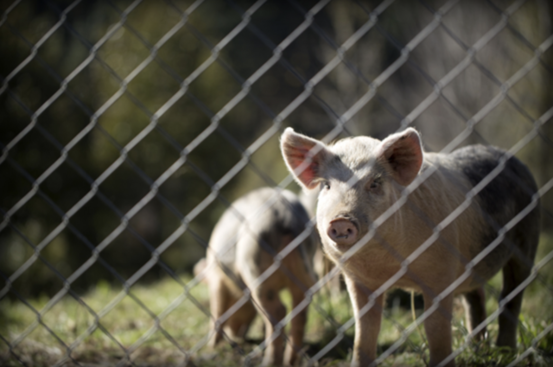 What Colors Can Pigs See? Factors About Swine Lighting