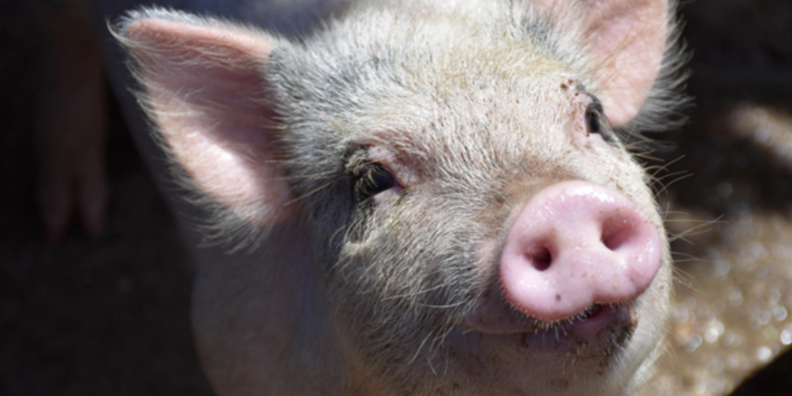 What Colors Can Pigs See? Factors About Swine Lighting